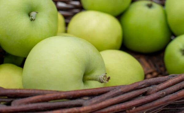 The White Transparent Apple Tree - Minneopa Orchards