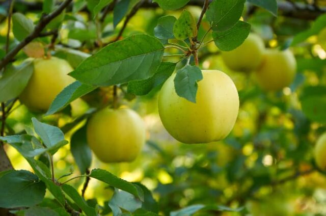 The Pristine Apple Tree - Minneopa Orchards