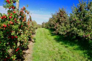 The 15 Best Apple Orchards in Connecticut - Minneopa Orchards