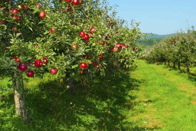 The 15 Best Apple Orchards in New Jersey - Minneopa Orchards