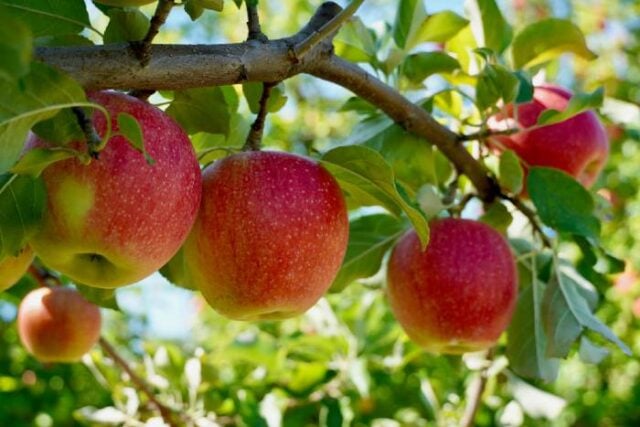 Sunrise River Farm: A Must-Visit Minnesota Farm - Minneopa Orchards