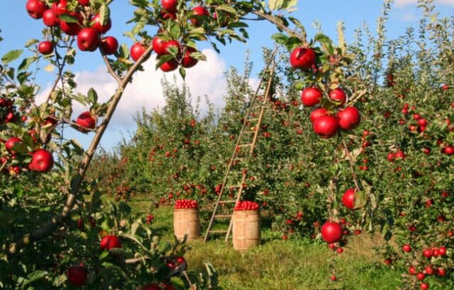 The 11 Best Apple Orchards in Georgia - Minneopa Orchards
