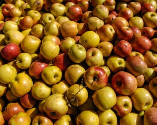 The 11 Best Apple Orchards in Georgia - Minneopa Orchards