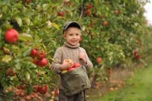 The 10 Best Apple Orchards in South Carolina - Minneopa Orchards