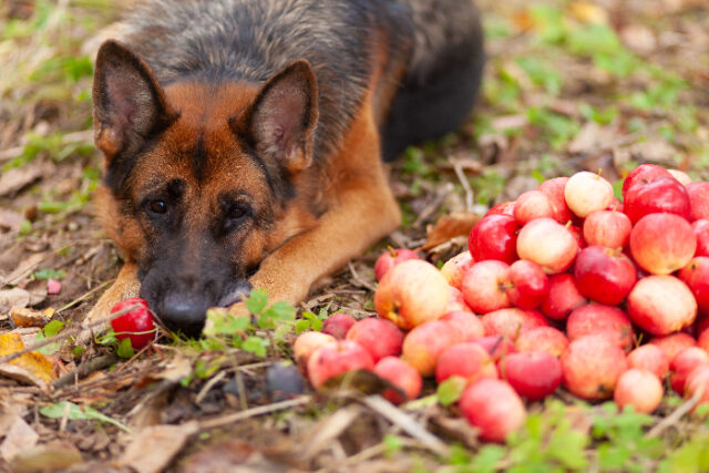 The 11 Best Apple Orchards in Georgia - Minneopa Orchards