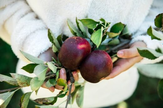 The 11 Best Apple Orchards in Georgia - Minneopa Orchards