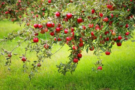 How Long Does It Take to Grow an Apple Tree and Produce Delicious Fruit ...