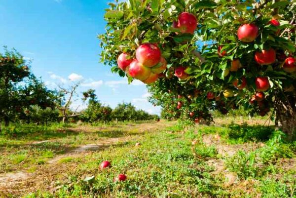 The 11 Best Apple Orchards in New Mexico - Minneopa Orchards
