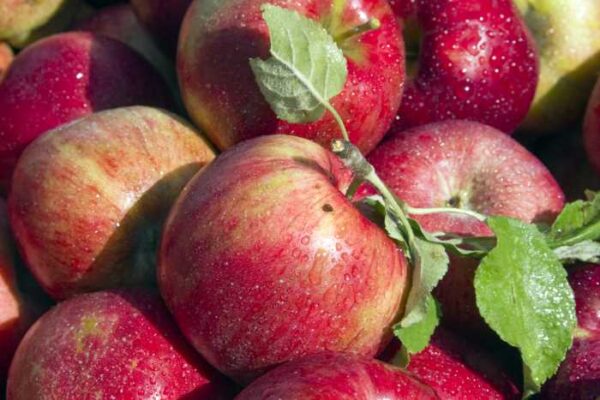 The 6 Best Apple Orchards in Alabama to Visit this Fall - Minneopa Orchards