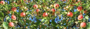 The 6 Best Apple Orchards in Alabama to Visit this Fall - Minneopa Orchards