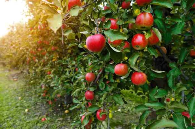 The 11 Best Apple Orchards in Nebraska - Minneopa Orchards