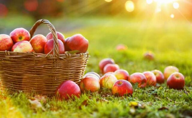The 6 Best Apple Orchards in Alabama to Visit this Fall - Minneopa Orchards