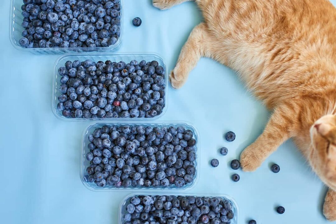 Can Cats Eat Blueberries? - Minneopa Orchards
