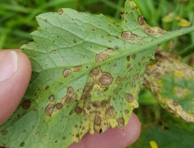 10 Common Blueberry Bush Diseases - Minneopa Orchards