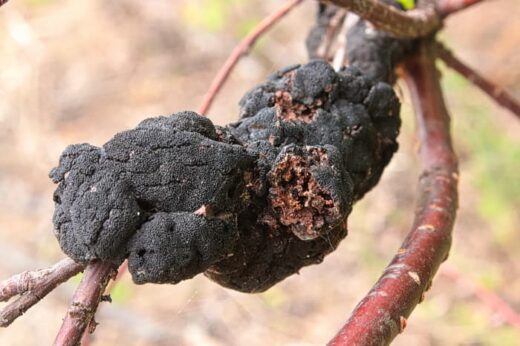 10 Common Cherry Tree Diseases - Minneopa Orchards