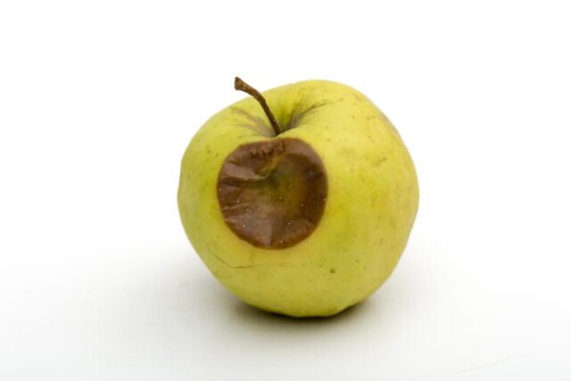 10 Common Apple Tree Diseases - Minneopa Orchards