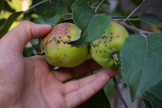 10 Common Apple Tree Diseases - Minneopa Orchards