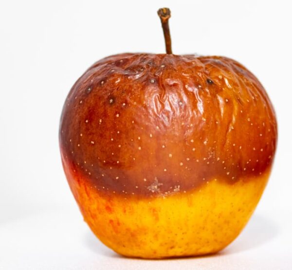 10 Common Apple Tree Diseases - Minneopa Orchards