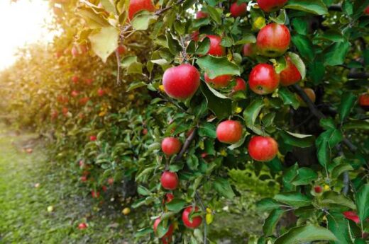 The York Imperial Apple - Minneopa Orchards