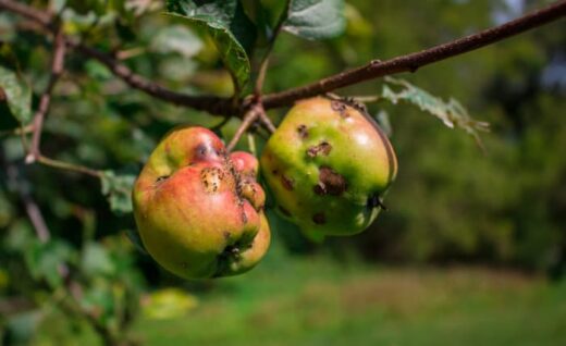 10 Common Apple Tree Diseases - Minneopa Orchards