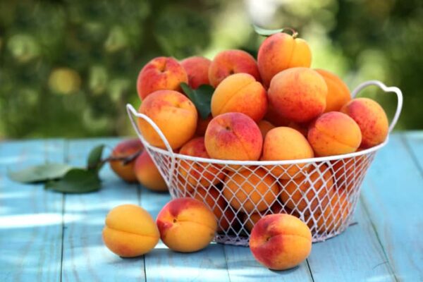 Apricot Tree Care: How To Grow Apricot Trees - Minneopa Orchards