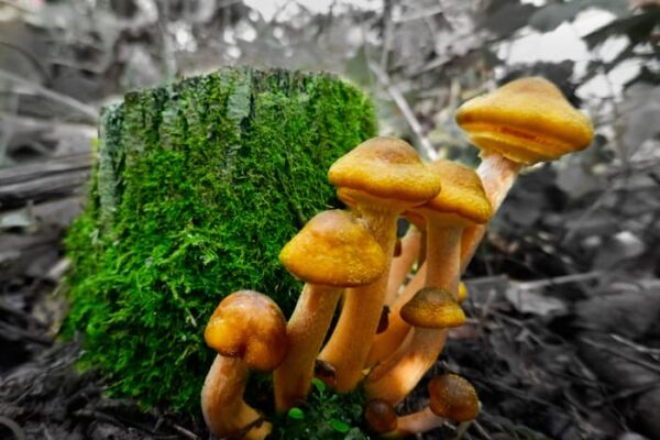 10 Common Blueberry Bush Diseases - Minneopa Orchards