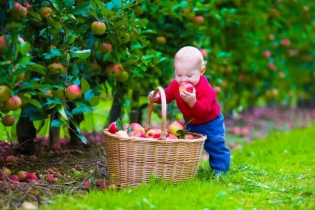 Thompsons' Hillcrest Orchard: A Must-Visit Minnesota Apple Orchard ...