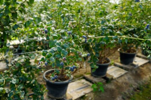 How to Grow Blueberries: A Complete Guide - Minneopa Orchards