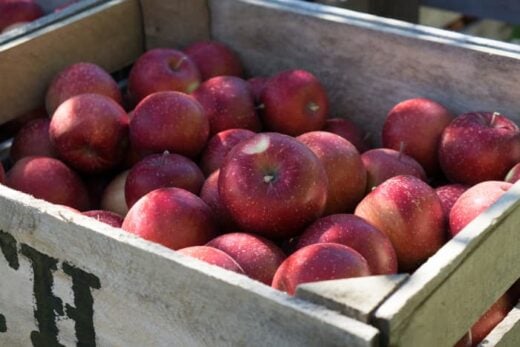 Minnesota Harvest: An Amazing Apple Orchard - Minneopa Orchards