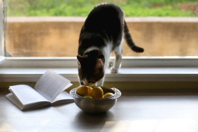 Can Cats Eat Lemons? Your Big Question Answered! - Minneopa Orchards