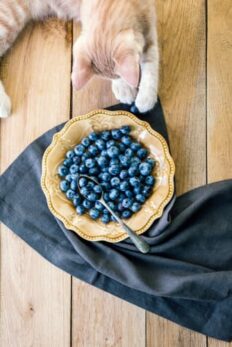 Can Cats Eat Blueberries? - Minneopa Orchards