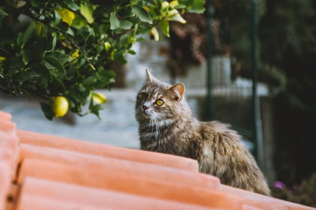Can Cats Eat Lemons? Your Big Question Answered! - Minneopa Orchards