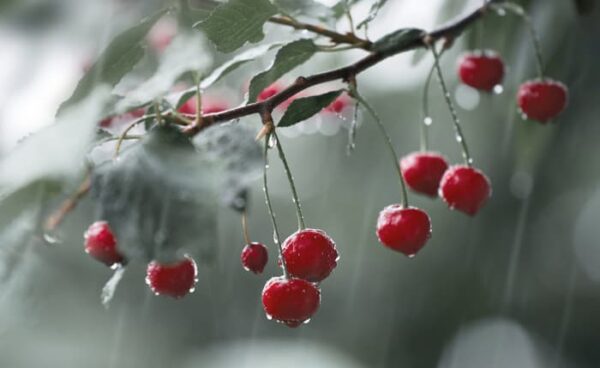 10 Common Cherry Tree Diseases - Minneopa Orchards