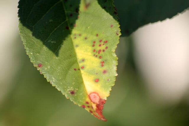 10 Common Cherry Tree Diseases - Minneopa Orchards