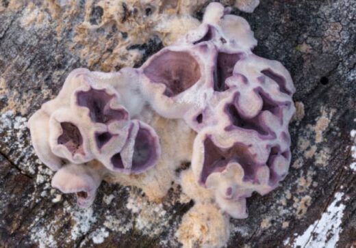 10 Common Cherry Tree Diseases - Minneopa Orchards