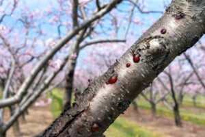 10 Common Cherry Tree Diseases - Minneopa Orchards