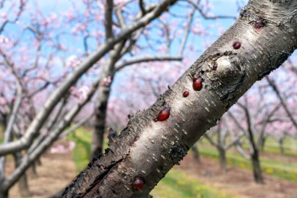 10 Common Cherry Tree Diseases - Minneopa Orchards