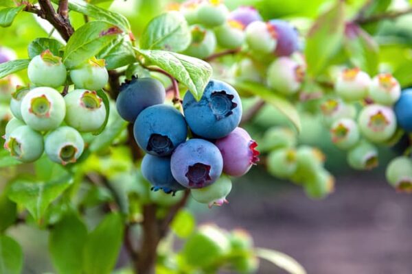 The Winter Bell Blueberry - Minneopa Orchards