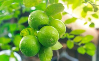 When Is the Right Time to Pick Lemons? - Minneopa Orchards