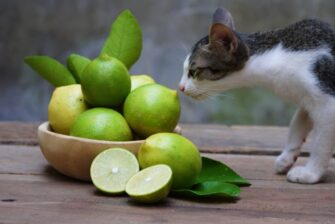 Can Cats Eat Lemons? Your Big Question Answered! - Minneopa Orchards