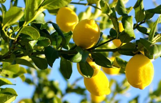 12 Types of Lemon Trees - Minneopa Orchards