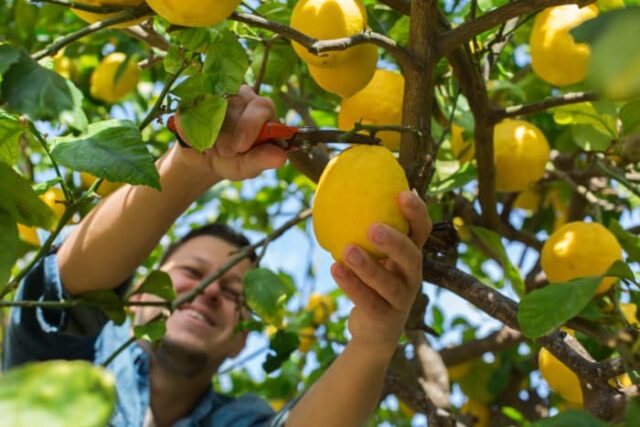 When Is the Right Time to Pick Lemons? - Minneopa Orchards