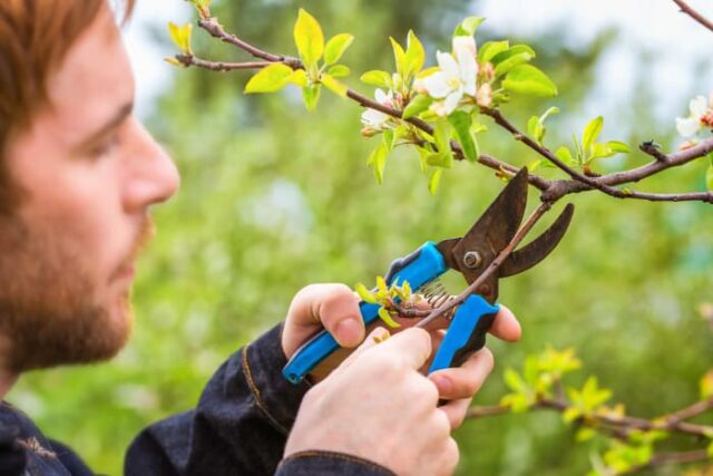 How to Prune Cherry Trees - Minneopa Orchards