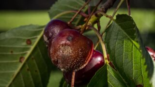 Cherry Trees - Minneopa Orchards
