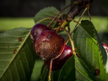 10 Common Cherry Tree Diseases - Minneopa Orchards