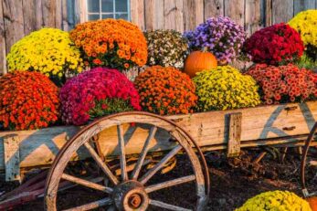 Best 23 Apple Orchards In Minnesota To Visit This Fall - Minneopa Orchards