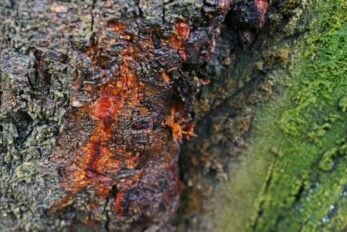 10 Common Cherry Tree Diseases - Minneopa Orchards
