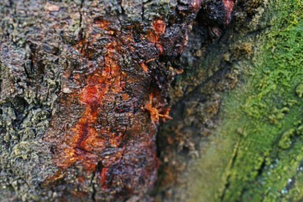 10 Common Cherry Tree Diseases - Minneopa Orchards