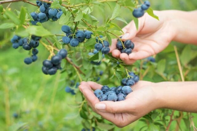 How to Grow Blueberries: A Complete Guide - Minneopa Orchards