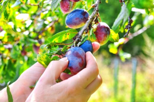 How to Grow Plums: The Complete Guide - Minneopa Orchards